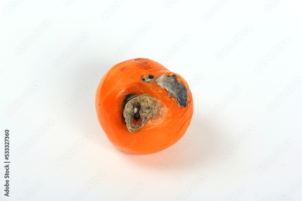 Spoiled tomato on white background, fungus with mold on vegetable ...