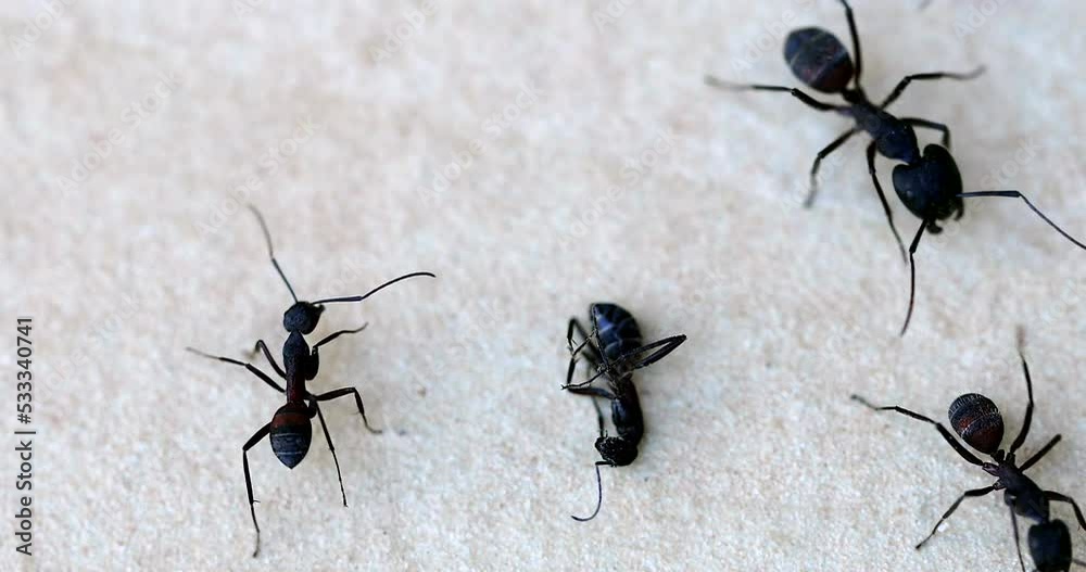 Mutual Aid Between Ants, Black Ants Wanting To Help An Injured Ant And ...