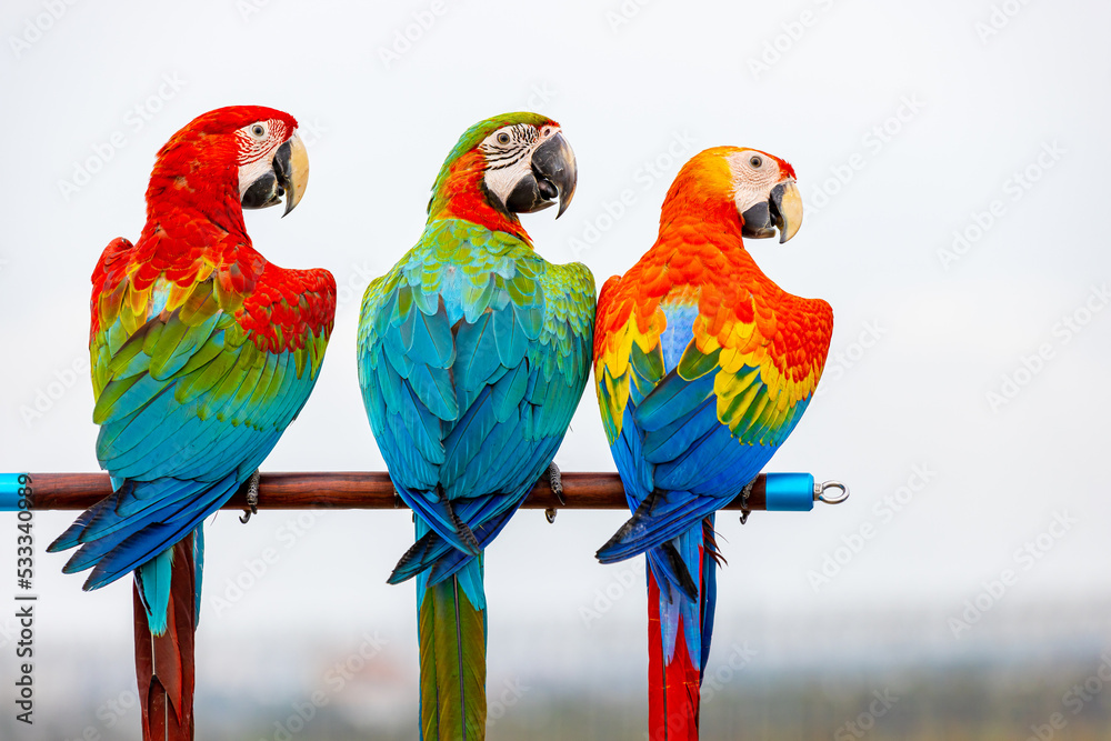 Foto Stock Colorful macaw parrots, beautiful bird, macaw perched ...
