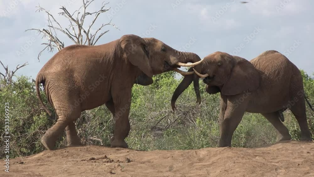 Elephant battle in the African savannah. Adult bull elephants fighting ...