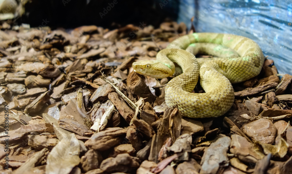 Bothrops insularis snake, known as the Golden lancehead. Endemic to ...