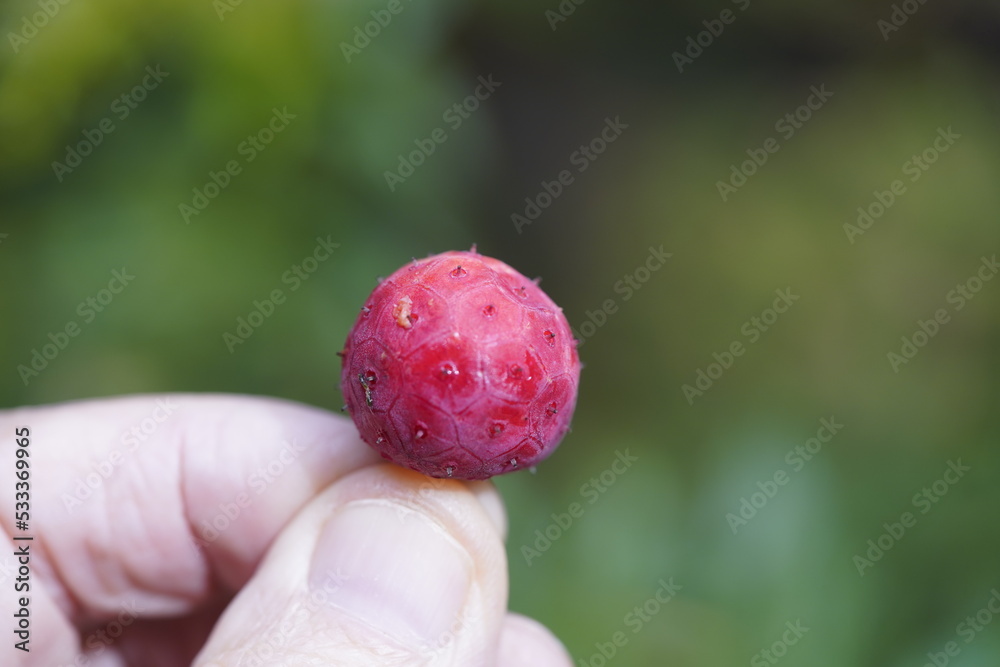 Fruit of Cornus kousa the Kousa dogwood, is a small deciduous tree ...