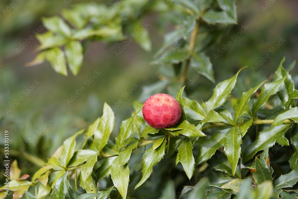 Fruit of Cornus kousa the Kousa dogwood, is a small deciduous tree ...