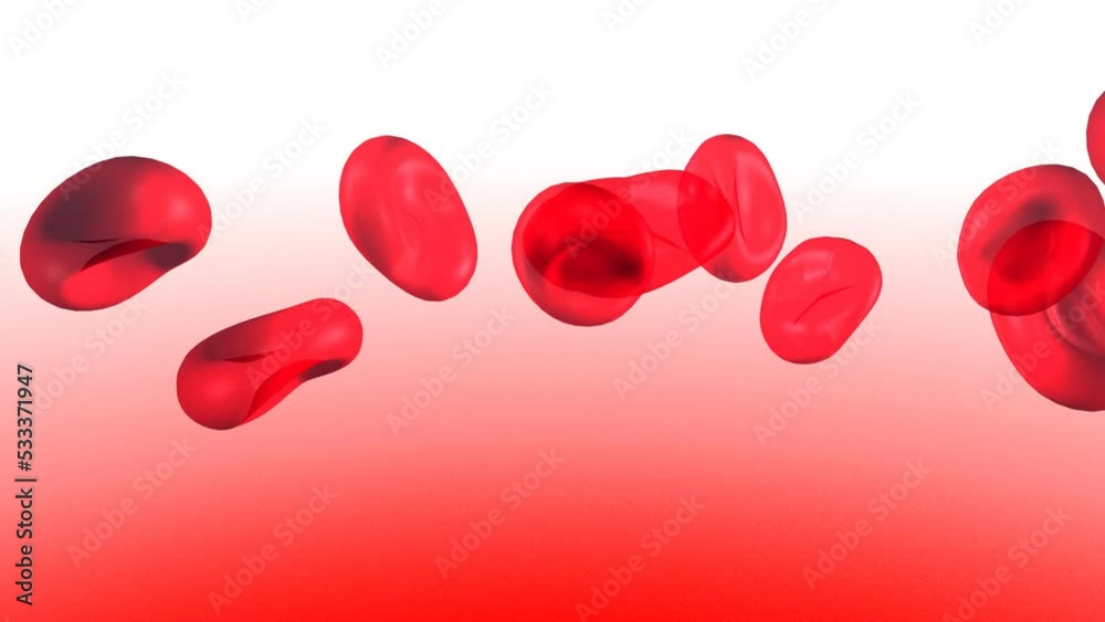 Anatomical 3d animation of red blood cells in blood circulation ...