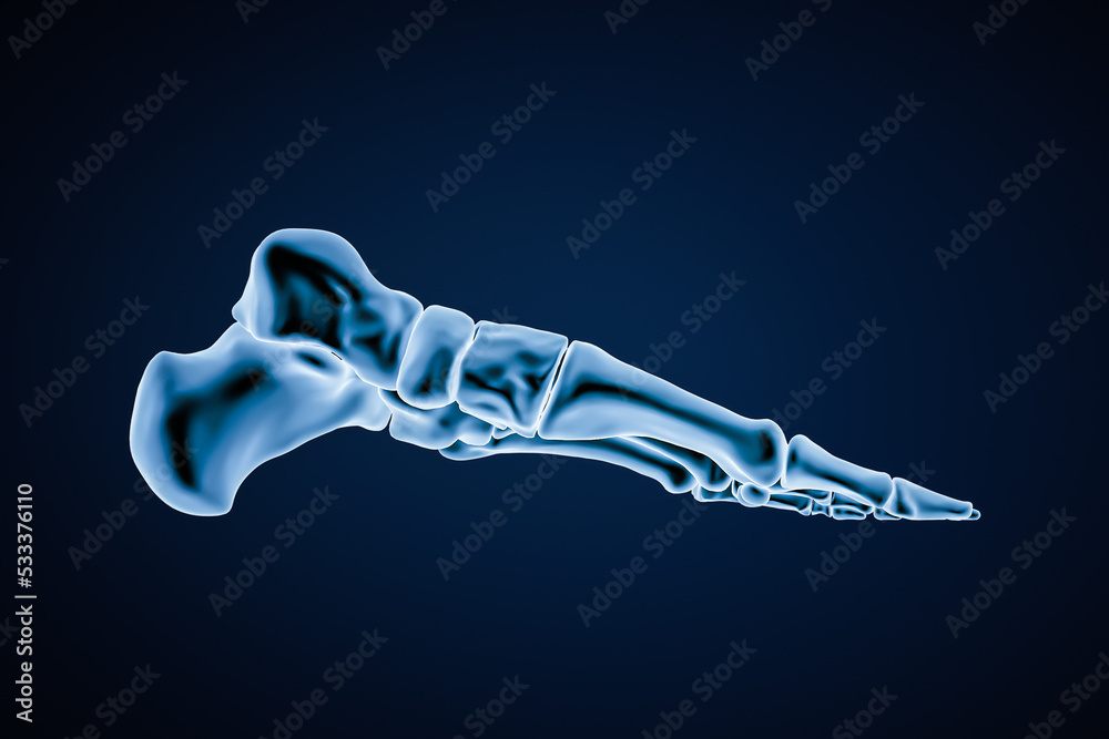 Medial or profile interior view of accurate human left foot bones ...