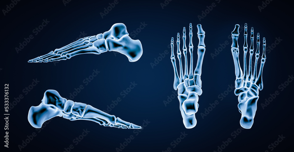 Left Foot Bones