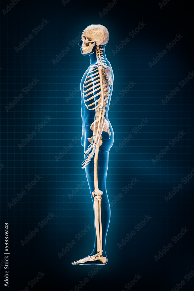 Human skeletal system 3D rendering illustration. Lateral or profile ...