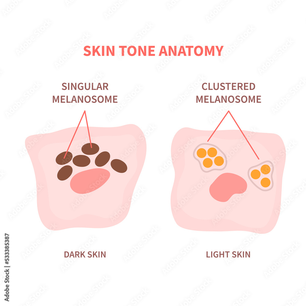 Singular and clustered melanosomes in keratinocyte cells of dark and ...
