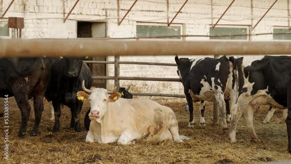 Cows in a farm. Dairy cows. fresh hay in front of milk cows during work. Modern farm cowshed ...