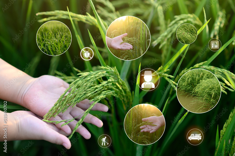 Smart Farm, Agricultural Technology and Organic Agriculture Boys hold ...