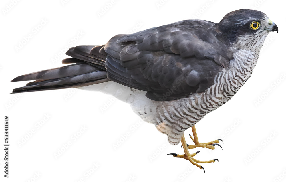 Poster Eurasian Sparrowhawk (Accipiter nisus), PNG, isolated on ...