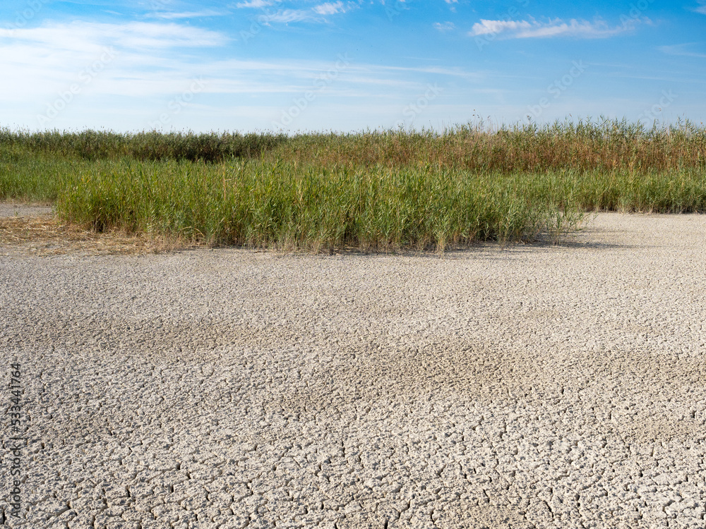 Humedal seco con cañas y vegetación al fondo y cielo azul. Stock Photo ...