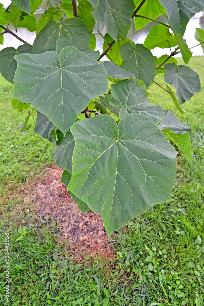 Paulownia tomentosa (Thunb.) Steud.). Leaves of a young tree Stock ...