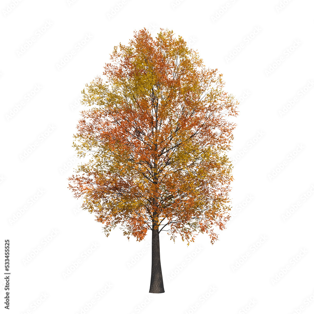 autumn tree, isolate on a transparent background, 3d illustration Stock ...