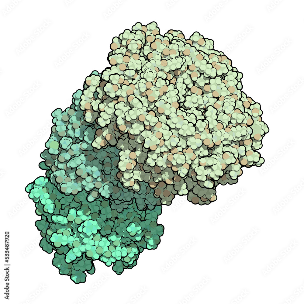 Thyphoid toxin protein. Toxin produced by Salmonella typhi, responsible ...