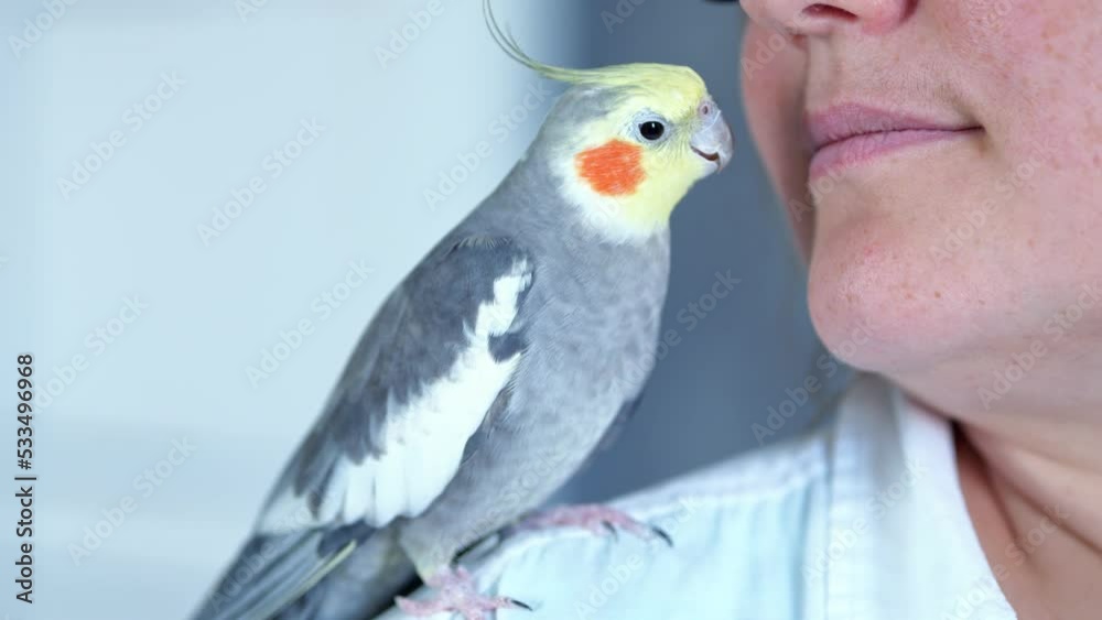 Freckled woman kisses playful talking parrot. Adult grey cockatiel with ...