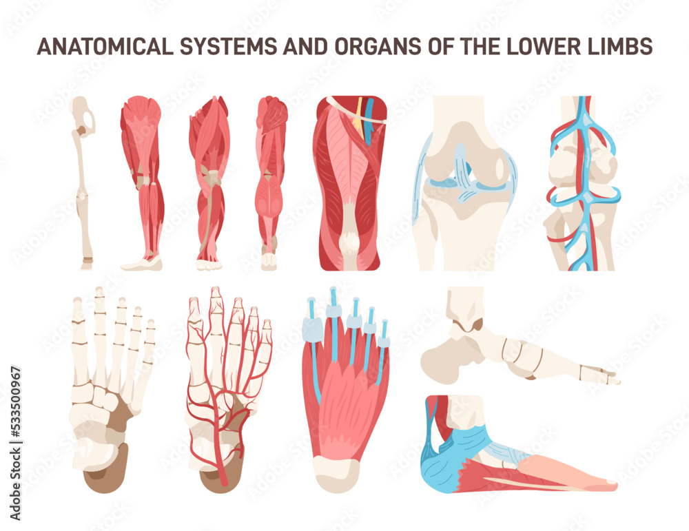 Human lower limbs different anatomical systems organs and structures ...