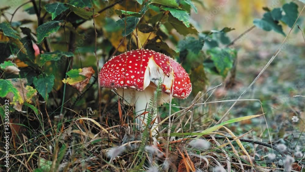 Fly Agaric Amanita Muscaria Toadstood Mushroom with Red Cap and White ...