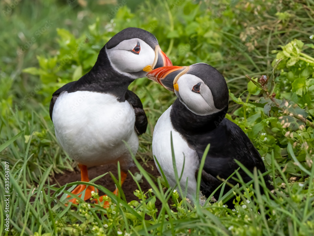 Fotografia do Stock: Atlantic Puffin breeding couple perform their ...