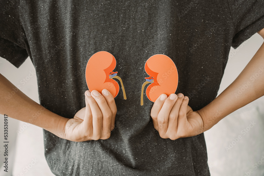 Hands holding kidney shape, chronic kidney disease, renal failure ...