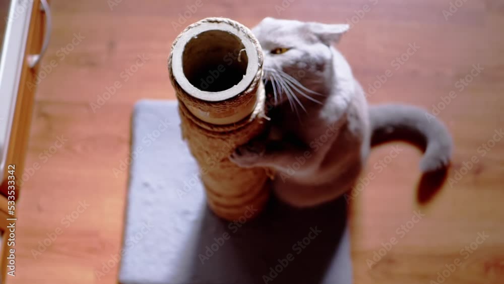 Gray Fluffy Cat Sharpens Claws on a Scratching Post in the Rays of ...