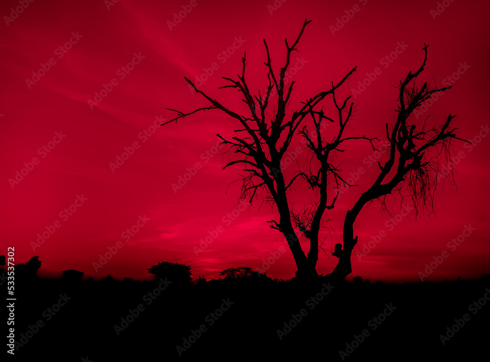 leafless dry black tree with spooky blood red sky. scary horror tree ...