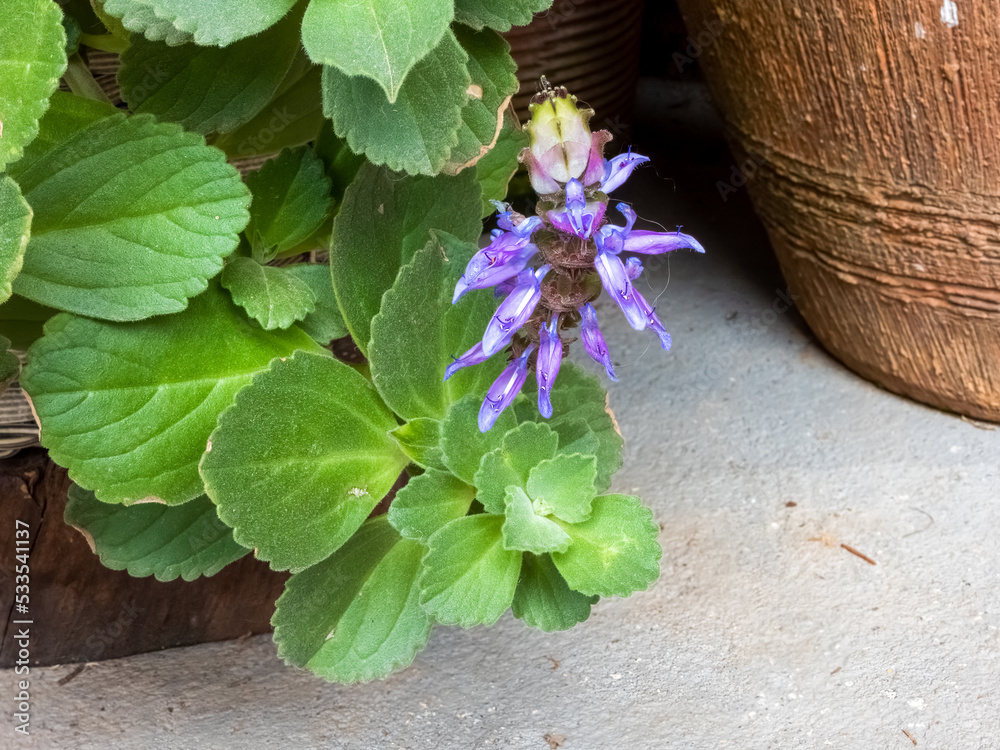 Peumus boldus flower. This tree of the family Monimiaceae is natively ...