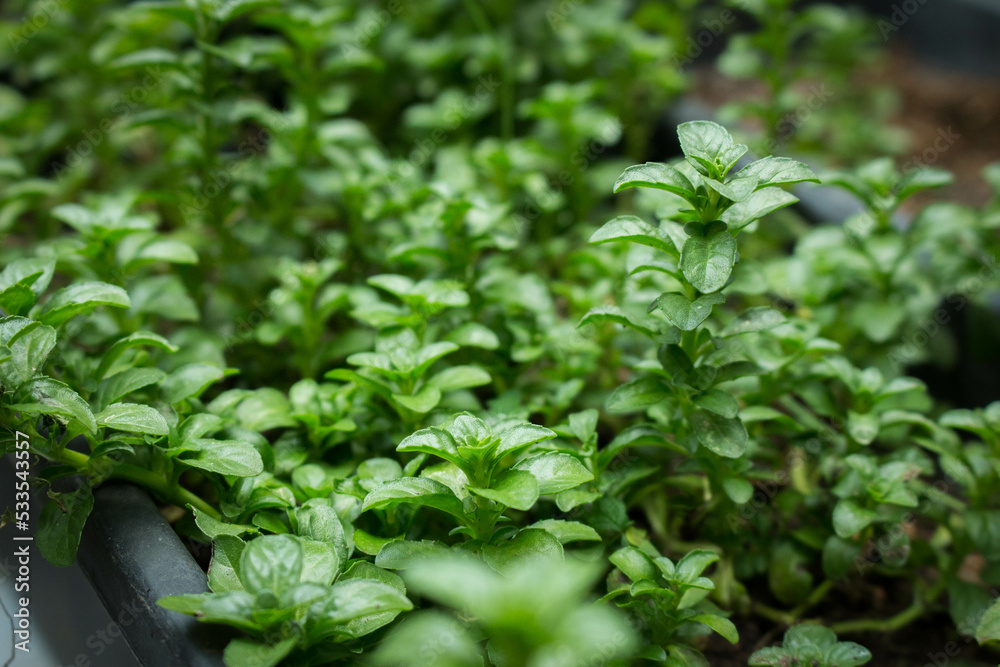 Mentha pulegium, comummente conhecida como poejo, é uma das espécies ...