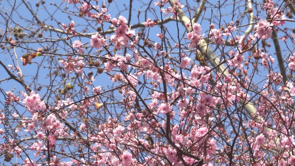 branches of a tree Stock Video | Adobe Stock