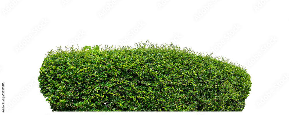 Shrubs isolated on transparent background with clipping path and alpha ...