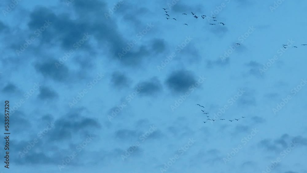 Chasing flying migrating birds in Croatia Stock Video | Adobe Stock