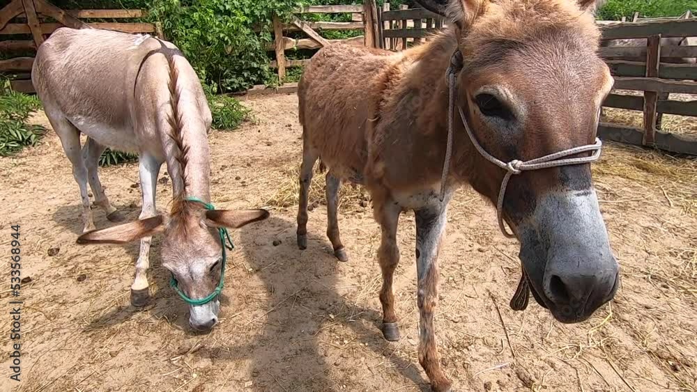 Domestic donkey, ass. Many donkeys in paddock at donkey farm. Donkey ...