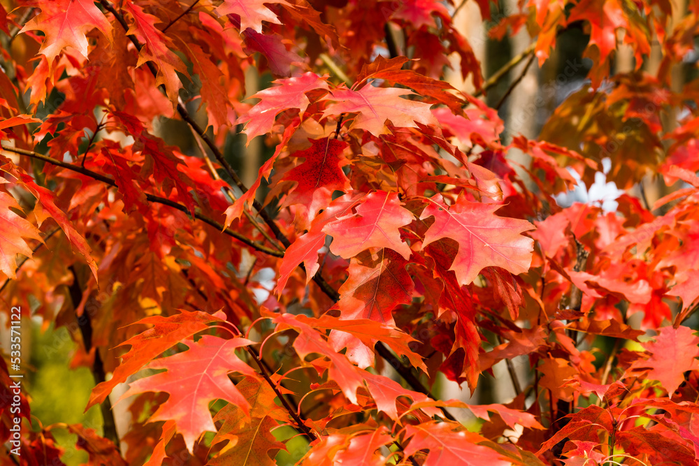 Red leaves of Northern red oak (Quercus rubra) in the autumn. Red oak ...