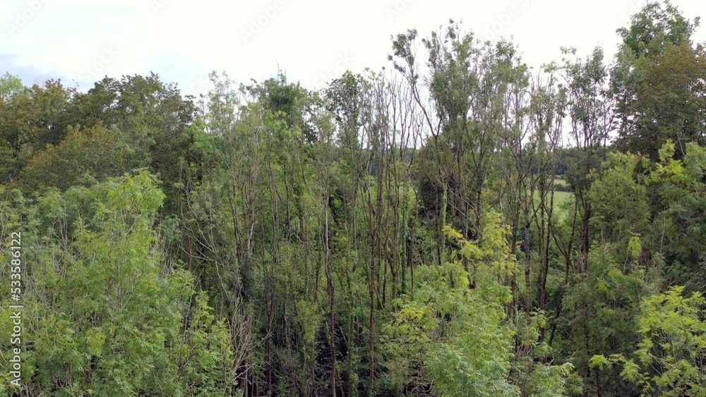 Drone shot moving forwards towards a canopy of Ash trees with signs of ...