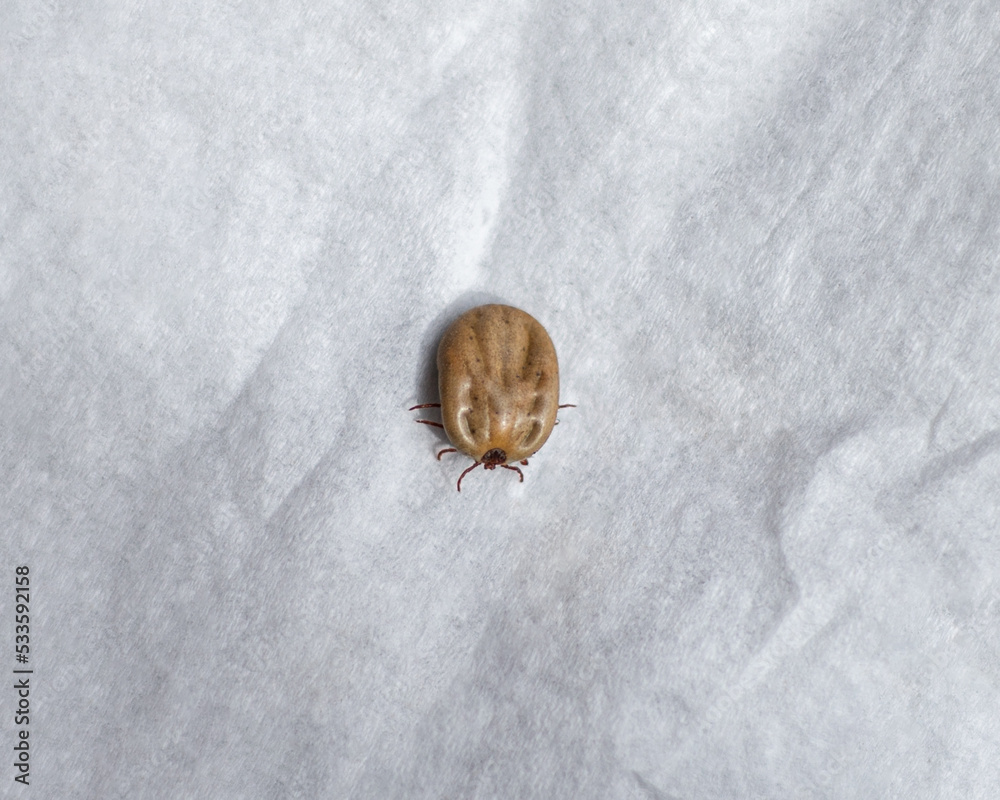 Large tick on a white background, top view. An adult ixodid is filled ...