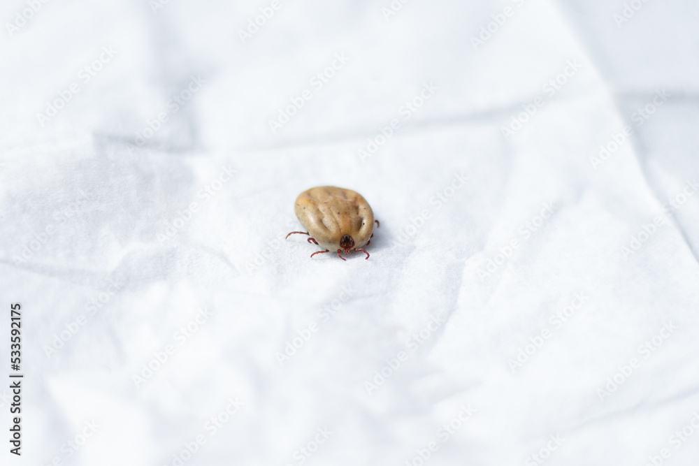 Large tick on a white background, front view. An adult ixodid is filled ...