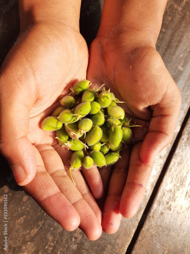 Green chickpeas pod in the plant. chickpea is an annual legume of the ...