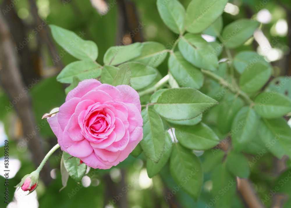 Bishop Castle Rose, a sweet pink rose. Bishop Castle cup-shaped flower ...