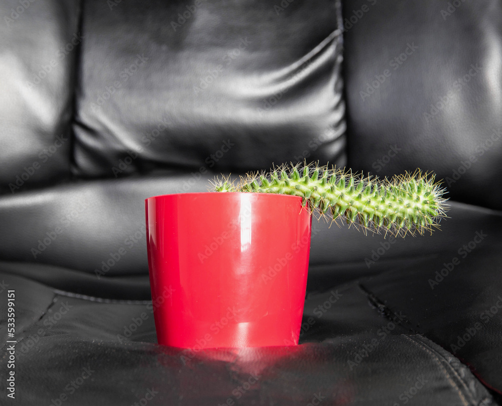 Red potted cactus on a leather office chair. Diseases in men associated ...