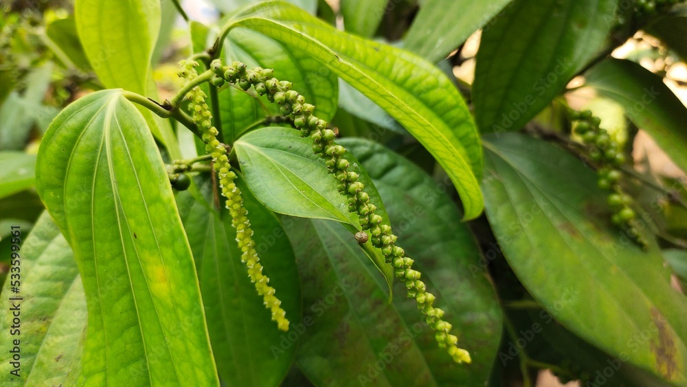 Fresh organic black pepper or piperaceae plant with green leaves and ...