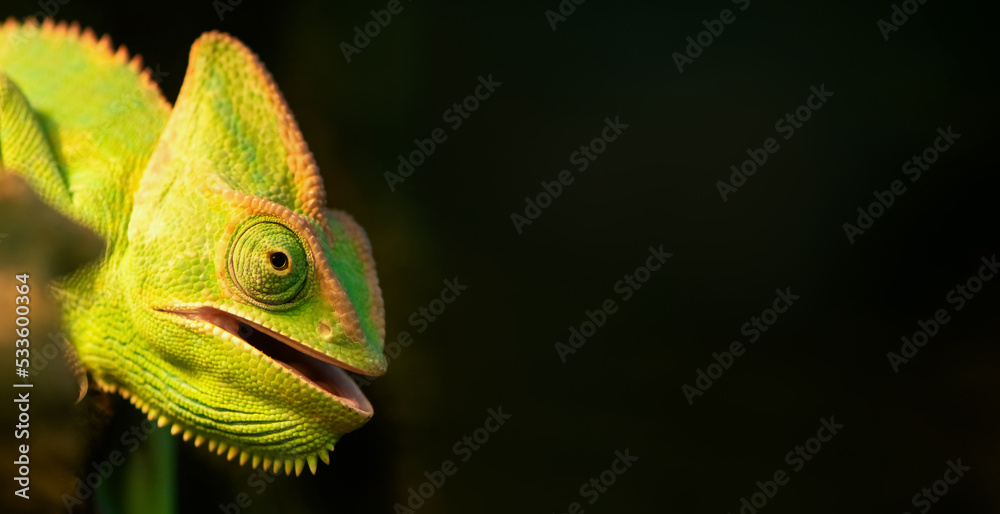 Cute green chameleon with its mouth open close up portrait Stock Photo ...