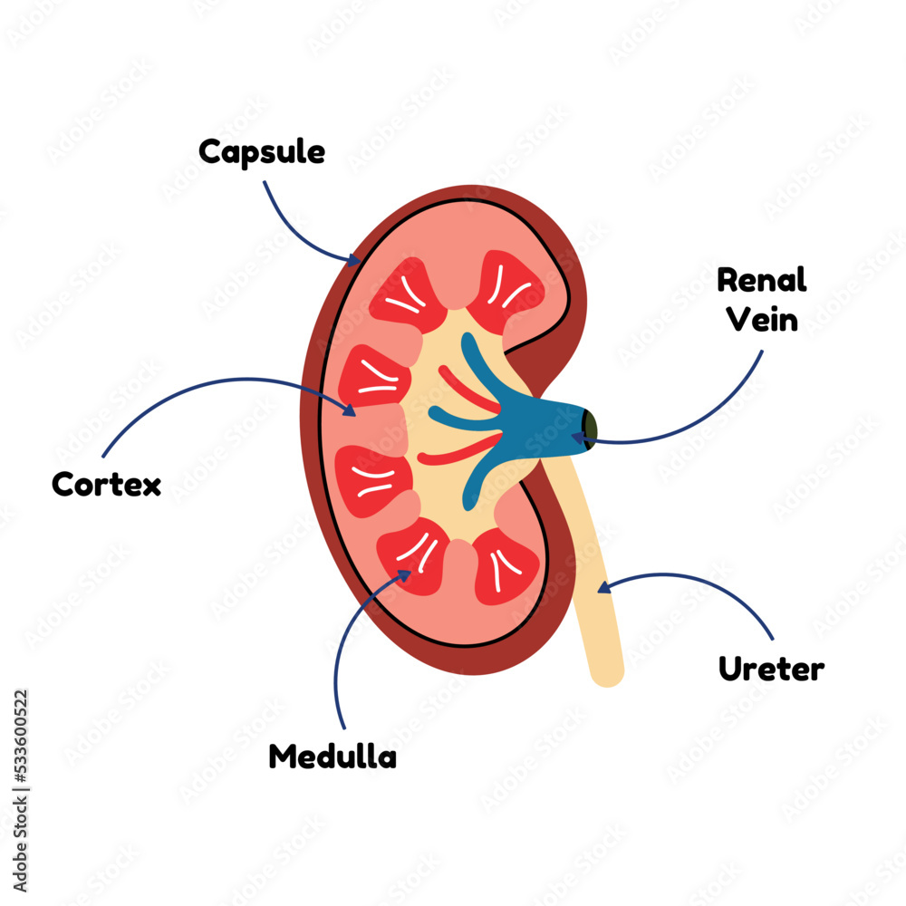Diagram of kidney in flat line vector style, human internal organ ...