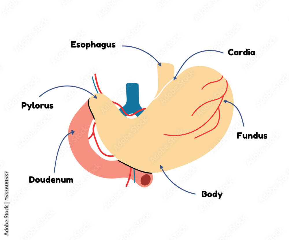 Diagram of human stomach in flat line vector style. Scheme of internal ...