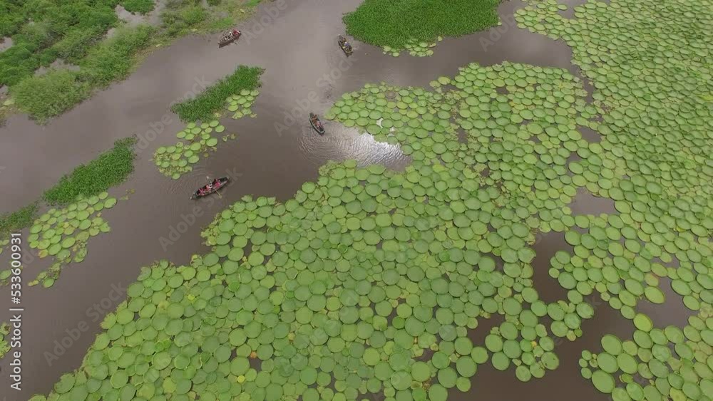 Overhead drone shot of a river full of Yrupe. Victoria Cruziana. Water ...