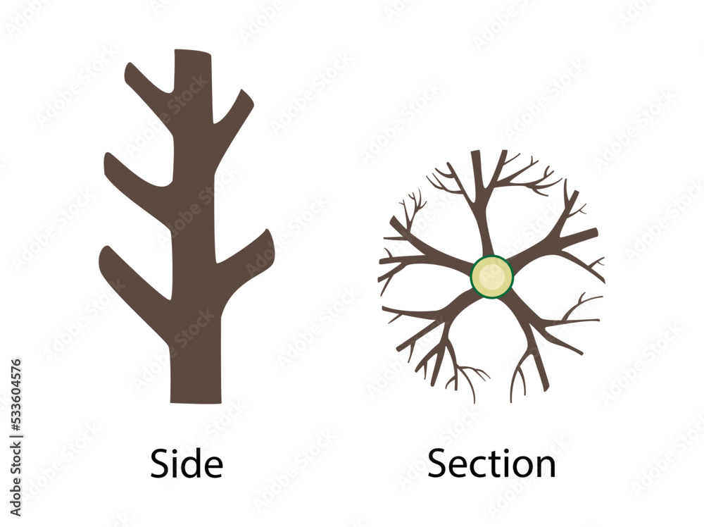 illustration of landscape and gardening, Picture of a tree with sides ...
