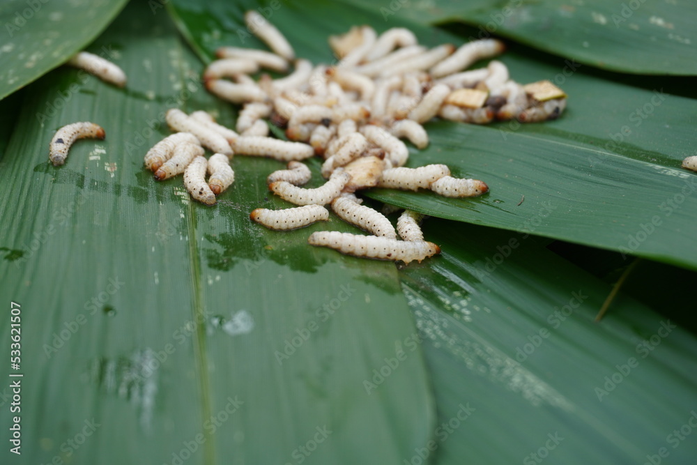 Bamboo worms inside a stick of bamboo, collected for food, Thailand ...