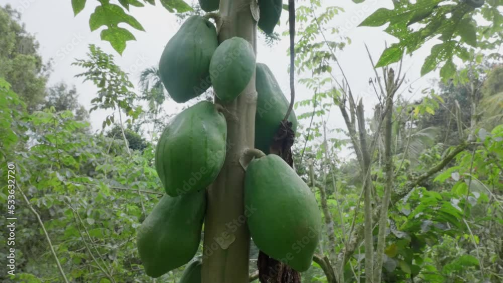 Huge green tropical fruits hanging on a papaya tree in the jungle ...