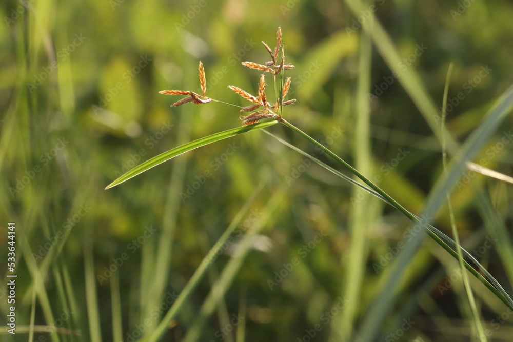 Cyperus rotundus, coco grass, Java grass, nut grass in nature ...