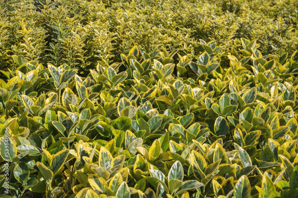 Euonymus japonicus, evergreen spindle or Japanese spindle, an evergreen ...