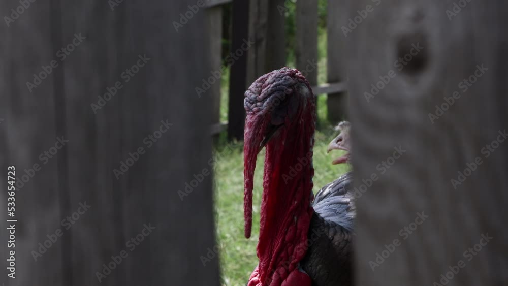 Black Turkey Bird In A Poultry Farm. Turkey Birds In The Village Stand ...